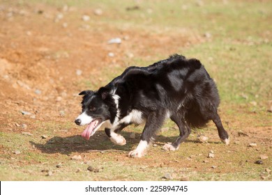 6,230 Border collie working Images, Stock Photos & Vectors | Shutterstock