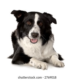 2,956 Border collie lying down Images, Stock Photos & Vectors ...
