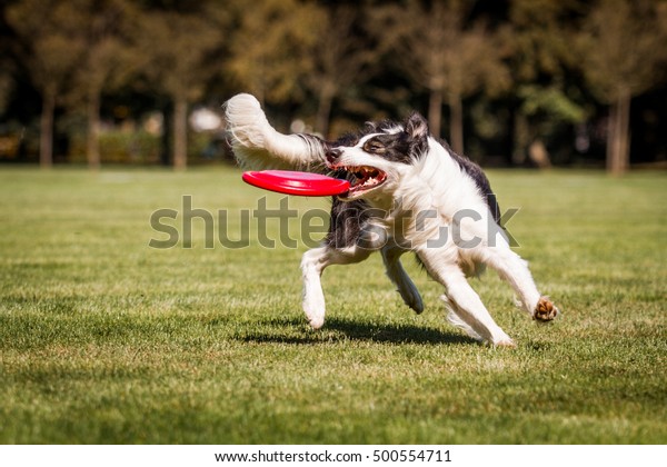 Border Collie Catch Disk Stock Photo 500554711 | Shutterstock
