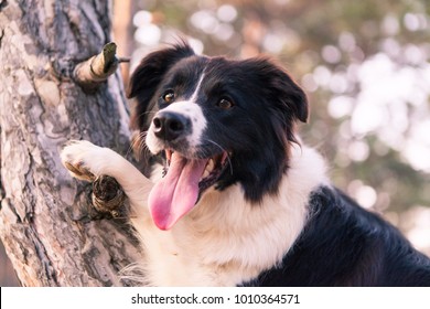 Border Collie Climbed Tree Forest Stock Photo 1010364571 | Shutterstock