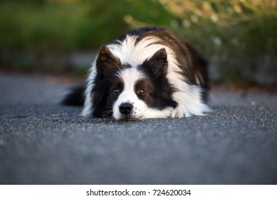 2,956 Border collie lying down Images, Stock Photos & Vectors ...