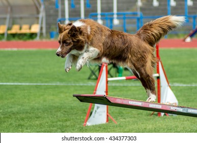 Border Collie Jumping Stock Photo 434377303 | Shutterstock