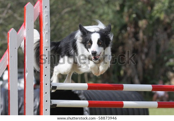 Border Collie Jumping Stock Photo (Edit Now) 58873946