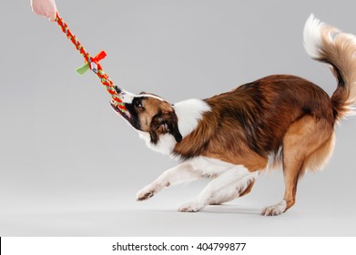836 Dog pulling rope Images, Stock Photos & Vectors | Shutterstock