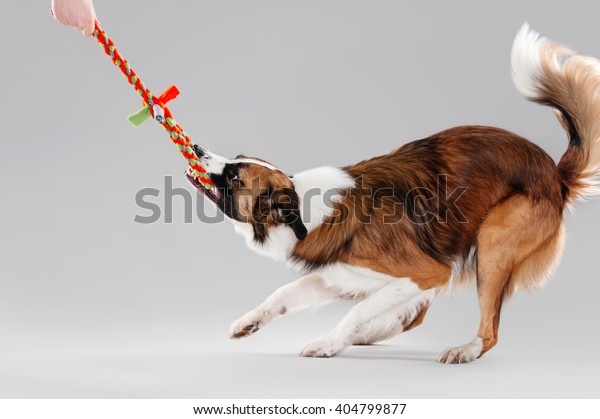 837 imágenes de Dog pulling at rope - Imágenes, fotos y vectores de ...