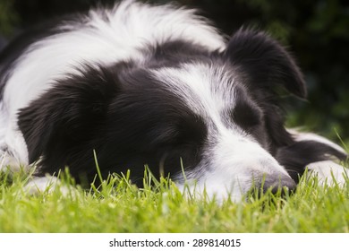 Border Collie While Sleeping Foto de stock 289814015 | Shutterstock