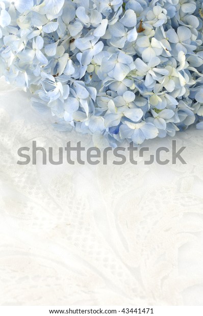 Border Light Blue Hydrangea Stock Photo 43441471 | Shutterstock