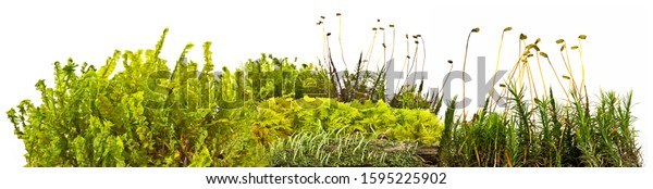 2.304 afbeeldingen voor Moos texture: afbeeldingen, stockfoto‘s en ...