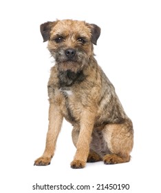 Border Terrier Front White Background Stock Photo 21450190 | Shutterstock
