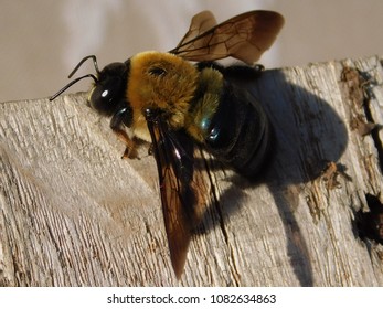 107 Wood boring bees Images, Stock Photos & Vectors | Shutterstock