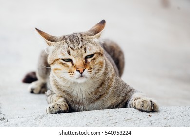 7,307 Boring cat Images, Stock Photos & Vectors | Shutterstock