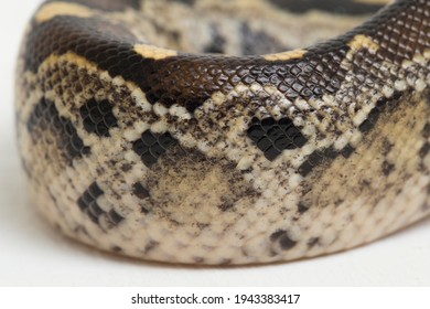 Borneo Shorttailed Blood Python Snake Python Stock Photo 1943383417 ...