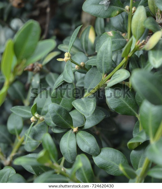 Bot Box Tree Stock Photo 724620430 | Shutterstock
