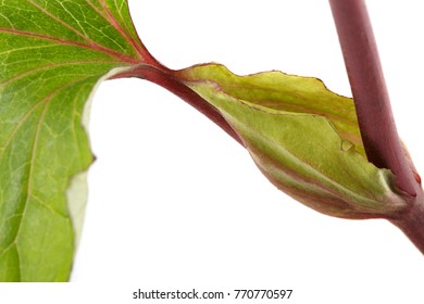 72 Simple palmate Images, Stock Photos & Vectors | Shutterstock