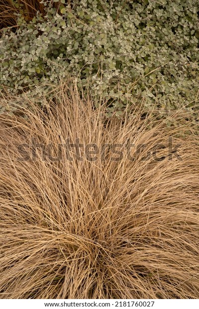 Botany Natural Texture Pattern Closeup View Stock Photo 2181760027 ...