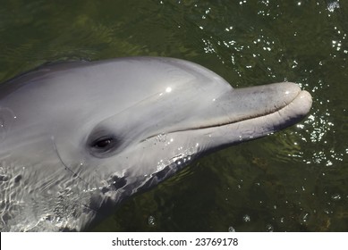 4,314 Dolphin eye Images, Stock Photos & Vectors | Shutterstock