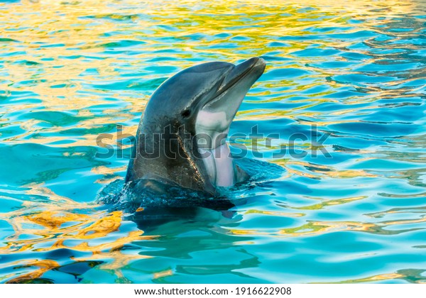 Bottlenose Dolphin Scientific Name Tursiops Truncatus Stock Photo (Edit ... Bottlenose Dolphin Scientific Name Tursiops Truncatus Stock Photo (Edit ...