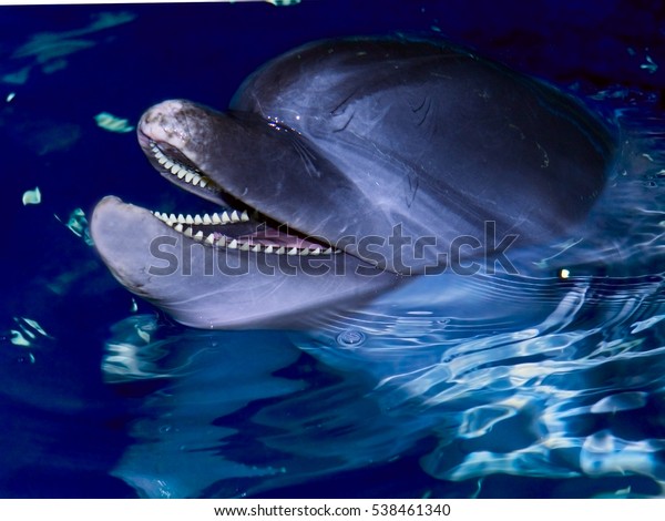 Bottlenose Dolphin Teeth Looking Camera Stock Photo 538461340 ...