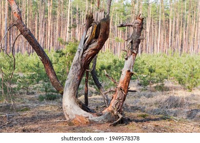 515 Deadfall tree Images, Stock Photos & Vectors | Shutterstock