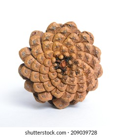 Bottom Pinecone Stock Photo 209039728 | Shutterstock