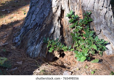 Bottom Tree Stock Photo 765498556 | Shutterstock