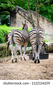 173 Bottom of hoof Images, Stock Photos & Vectors | Shutterstock