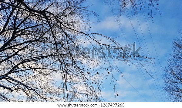 Bottom View Bare Trees Silhouettes Covered Stock Photo 1267497265 ...