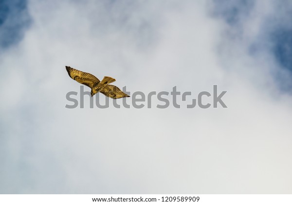 Bottom View Golden Eagle Flying Across Stock Photo 1209589909 ...
