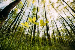 Growing Small Young Spring Sprigs, a Nature Photo by Our Amazing World