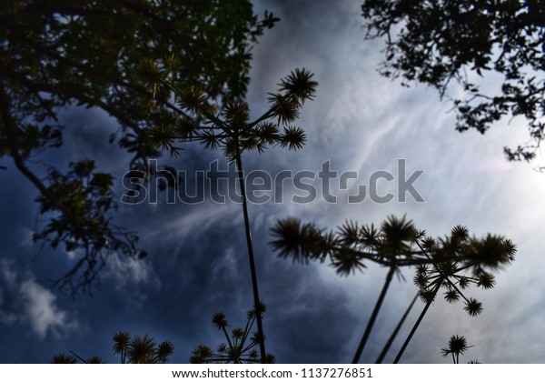 Bottom View Silhouette Tiny Flowers Sky Stock Photo 1137276851 ...