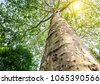 2,635,845 Small Tree Royalty-Free Images, Stock Photos & Pictures ...