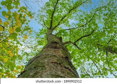 Bottom View Tree Top Huge Plane Stock Photo 1890902512 | Shutterstock