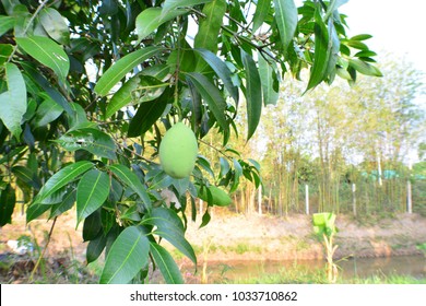 Bouea Macrophylla Tree Relatively Thick Branch Stock Photo 1033710862 ...