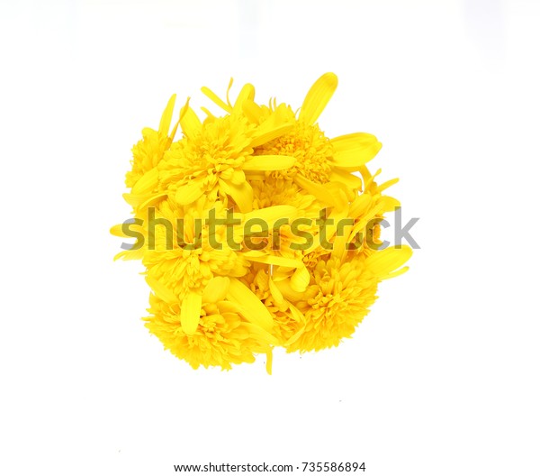 Bouquet Euryops Daisy White Background Stock Photo 735586894 | Shutterstock