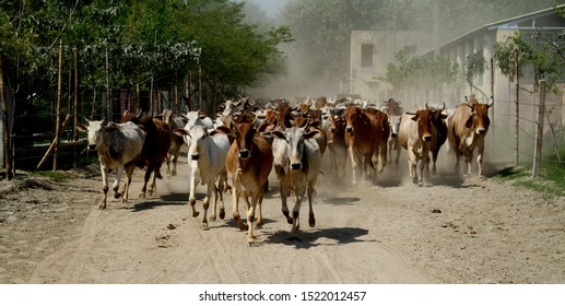 153 Gaushala Images, Stock Photos & Vectors | Shutterstock