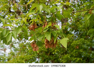 Box Elder Acer Negundo Tree Growing Stock Photo 1998075308 | Shutterstock