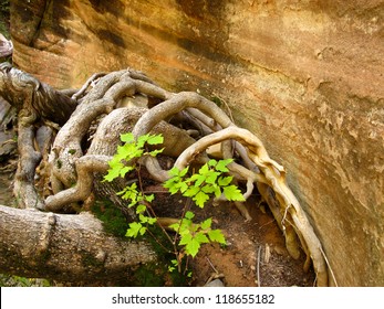 5,022 Box elder tree Images, Stock Photos & Vectors | Shutterstock