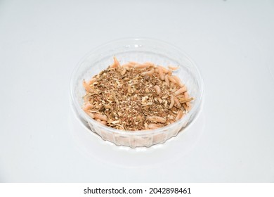 311 Maggots In Box Images, Stock Photos & Vectors | Shutterstock