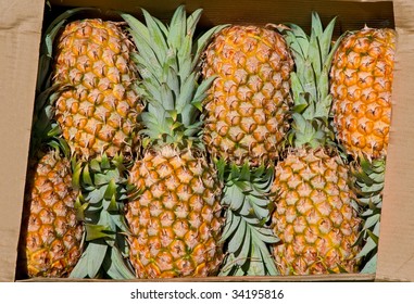 8,729 Pineapple box Images, Stock Photos & Vectors | Shutterstock