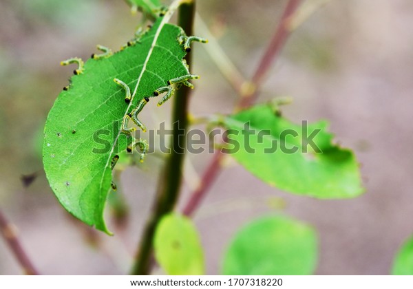Box Tree Caterpillar Attacking Plants Damage Stock Photo 1707318220 ...