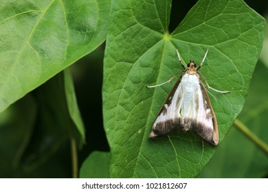 Box Tree Moth Insecta Stock Photo 1021812607 | Shutterstock