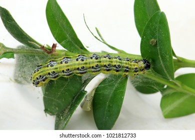Box Tree Moth Insecta Stock Photo 1021812724 | Shutterstock