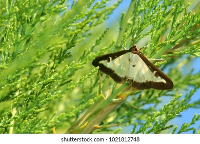 Box Tree Moth Insecta Stock Photo 1021812748 | Shutterstock