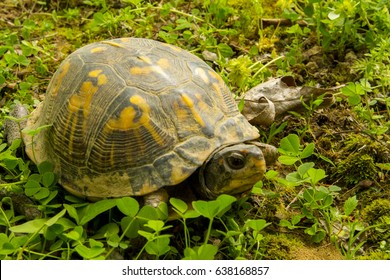 67 Western box turtle Images, Stock Photos & Vectors | Shutterstock