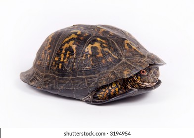 1,898 Turtle Hiding In Shell Images, Stock Photos & Vectors | Shutterstock