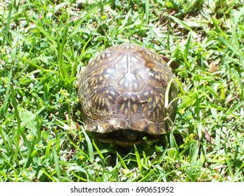 1,898 Turtle Hiding In Shell Images, Stock Photos & Vectors | Shutterstock