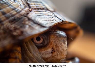 1,898 Turtle Hiding In Shell Images, Stock Photos & Vectors | Shutterstock