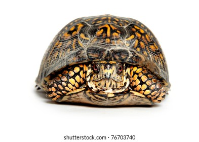 Box Turtle Hiding Shell On White Stock Photo 76703740 | Shutterstock