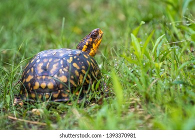 18 Pennsylvania box turtle Images, Stock Photos & Vectors | Shutterstock