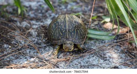 179 imágenes de Female box turtle - Imágenes, fotos y vectores de stock ...